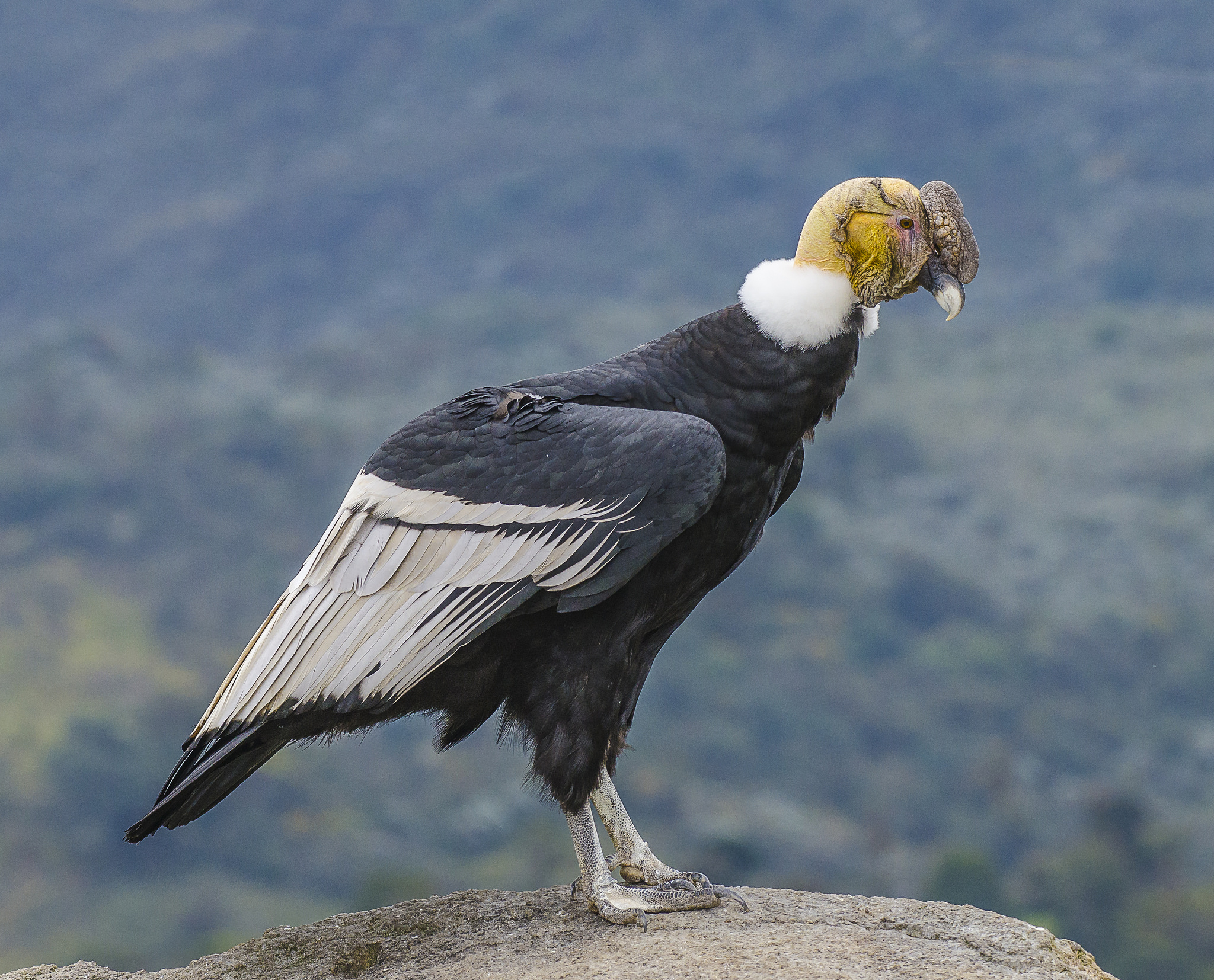 Cóndor Andino Andean Condor Vultur Gryphus Birds Colombia