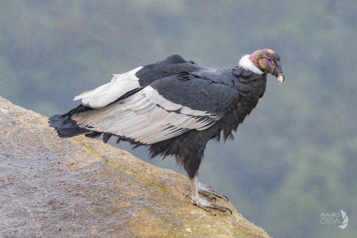 Cóndor Andino Andean Condor Vultur Gryphus Onebirdperday Unavepordía