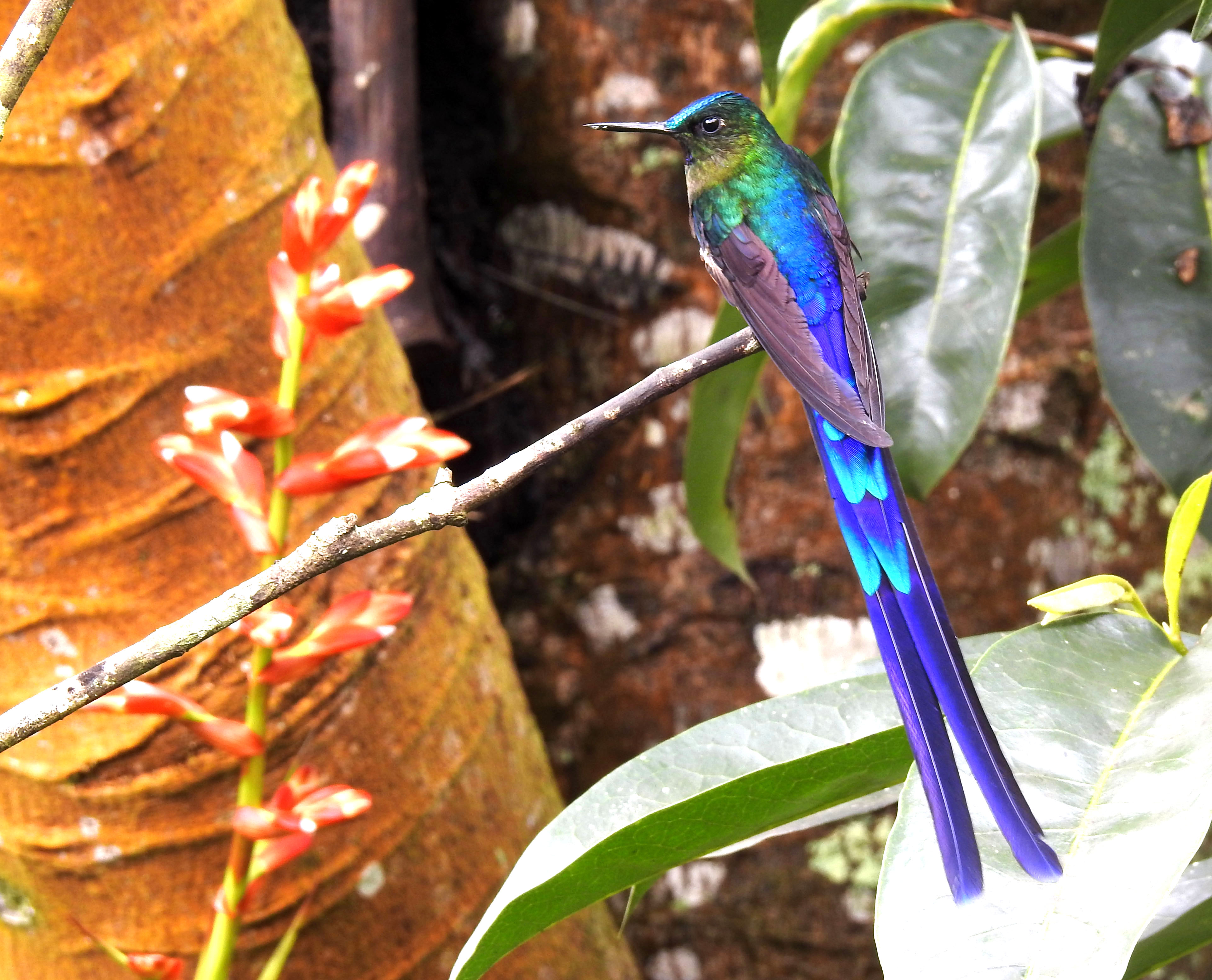 Cometa Colivioleta/Violet-tailed Sylph/Aglaiocercus coelestis (CE) | Birds Colombia|La Voz de ...