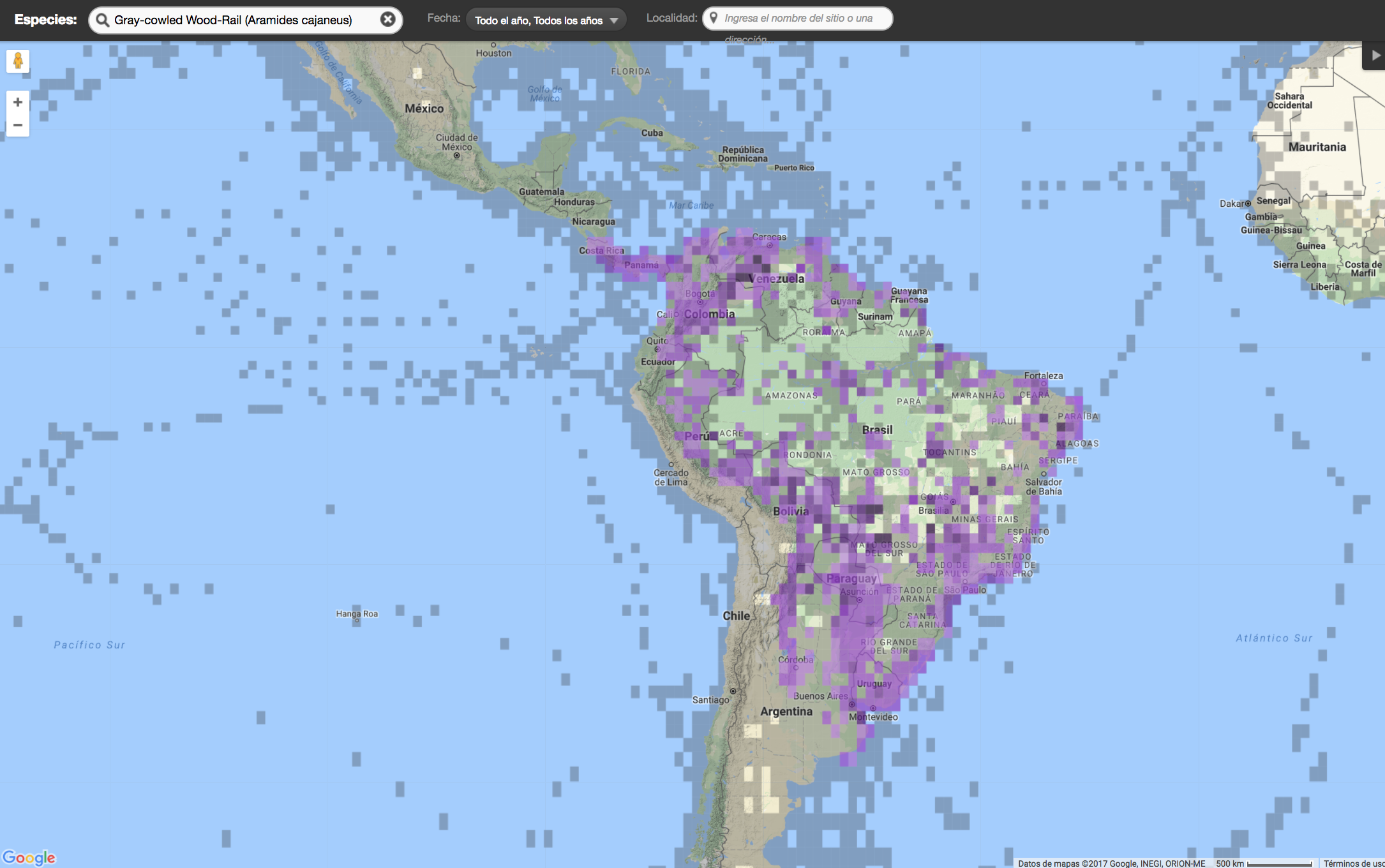 Chilacoa Colinegra/Gray-necked Wood-Rail/Aramides cajaneus – Birds Colombia