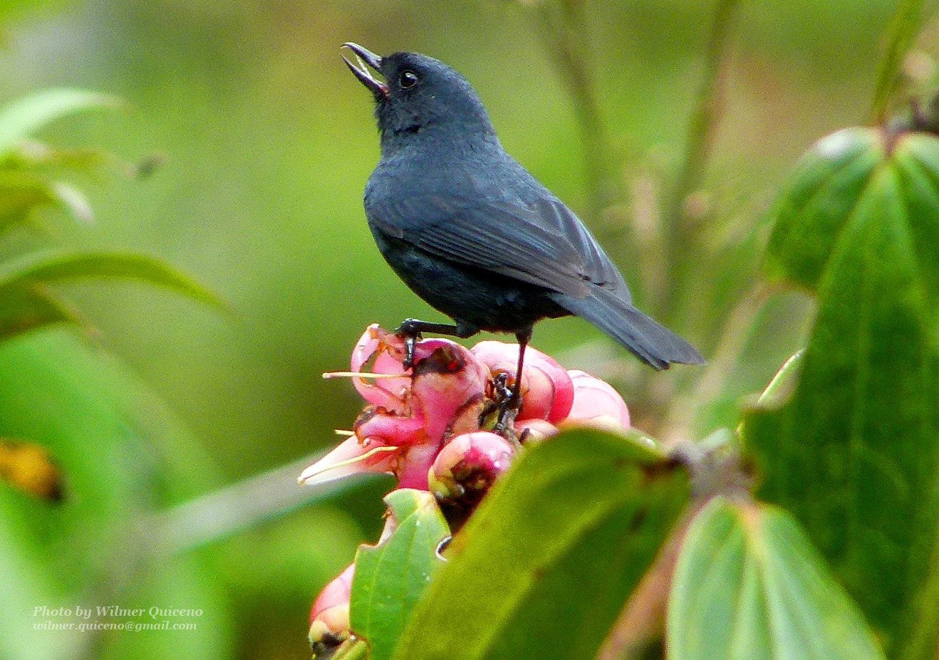 diglossa-humeralis – Birds Colombia