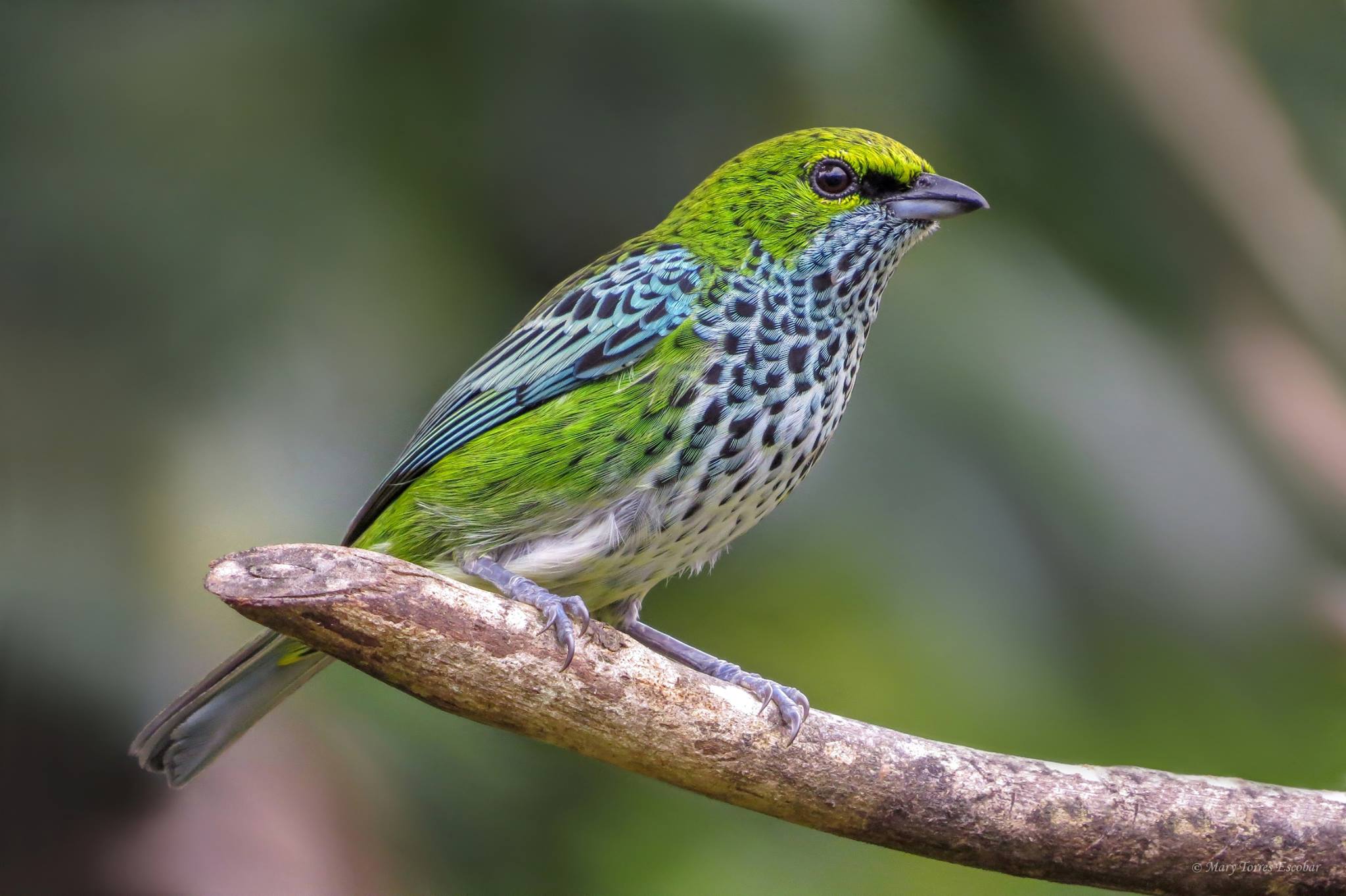 ixothraupis-guttata-1 – Birds Colombia
