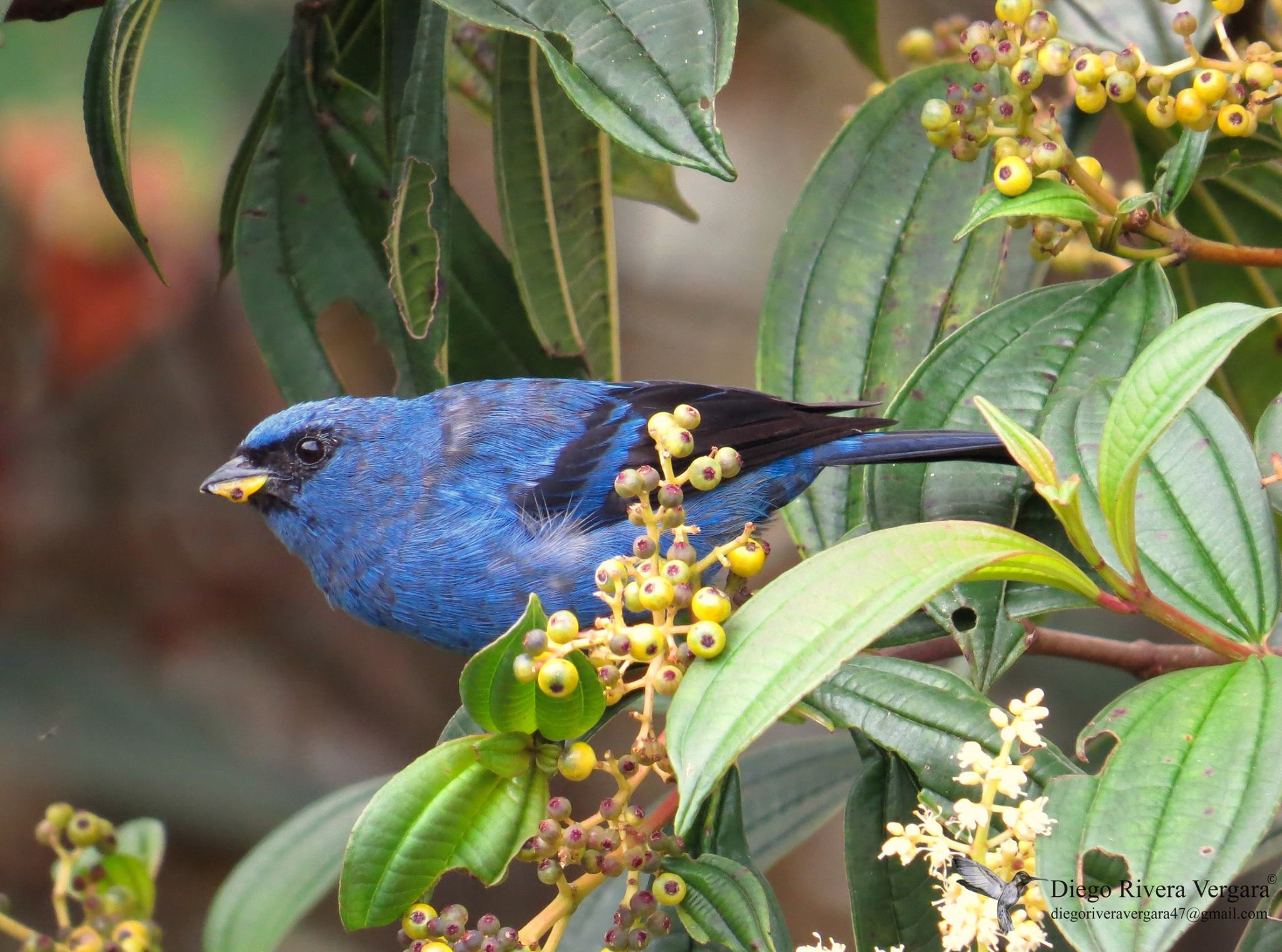 tangara-vassorii – Birds Colombia