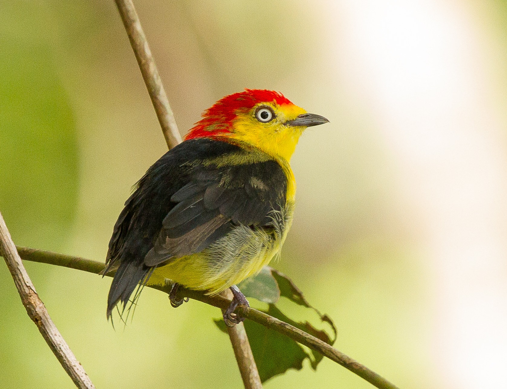 pipra-filicauda-3 – Birds Colombia