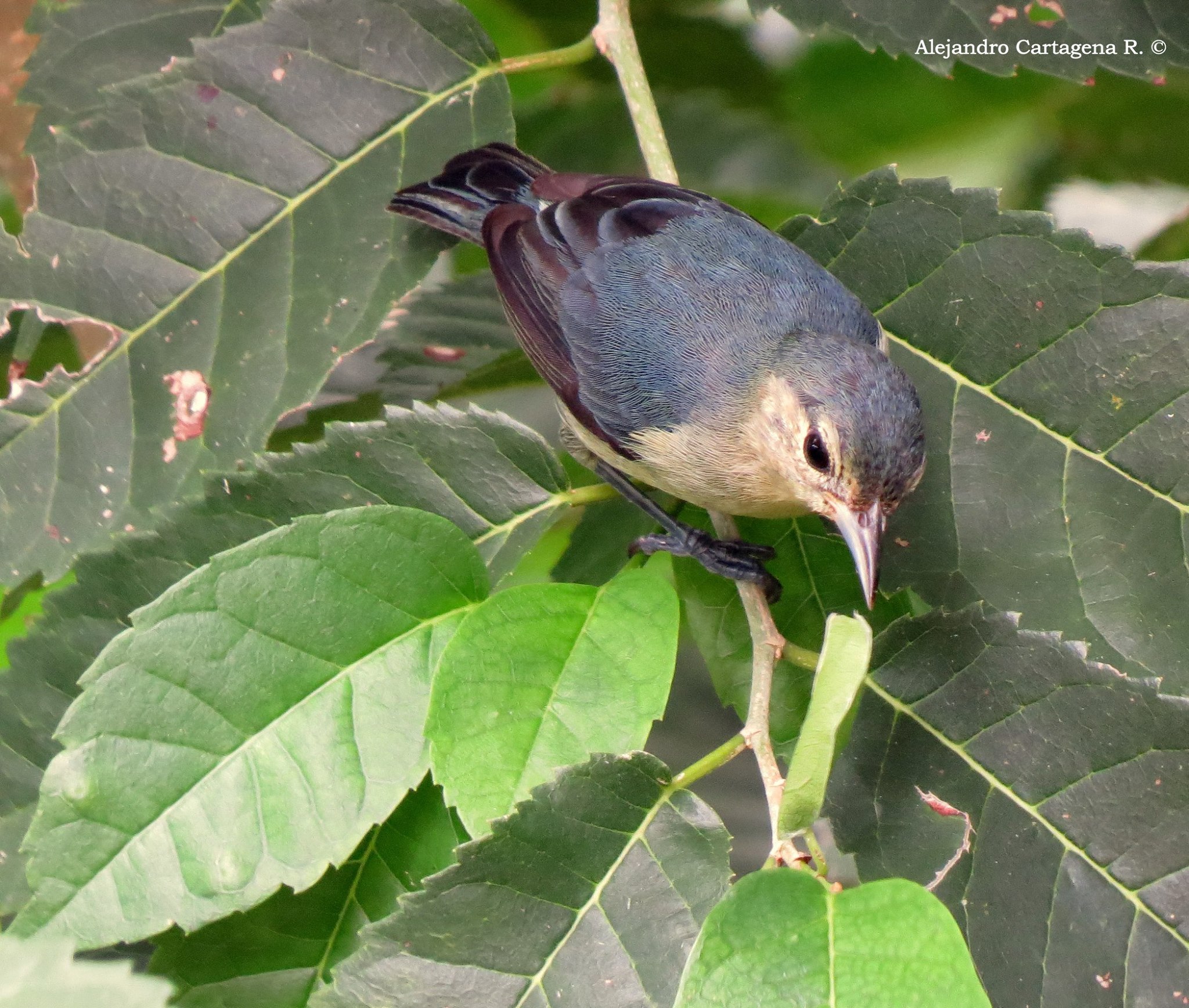 conirostrum-leucogenys-1 – Birds Colombia