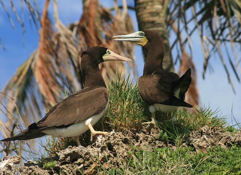sula-leucogaster – Birds Colombia