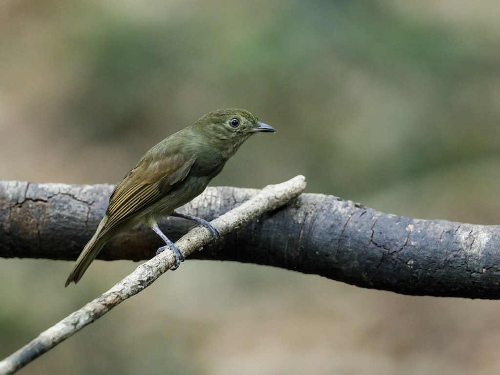 Saltarín Alicafe/Brown-winged Schiffornis/Schiffornis turdina | Birds ...