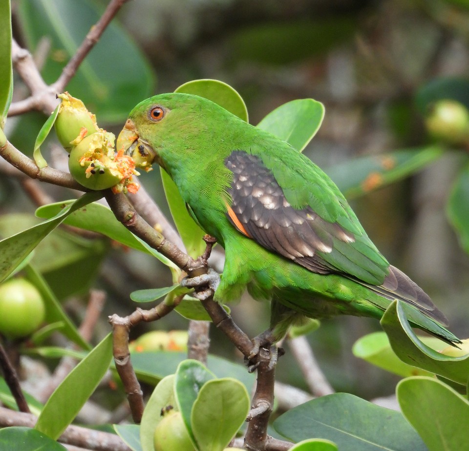 Periquito Alipunteado/Spot-winged Parrotlet/Touit stictopterus | Birds ...