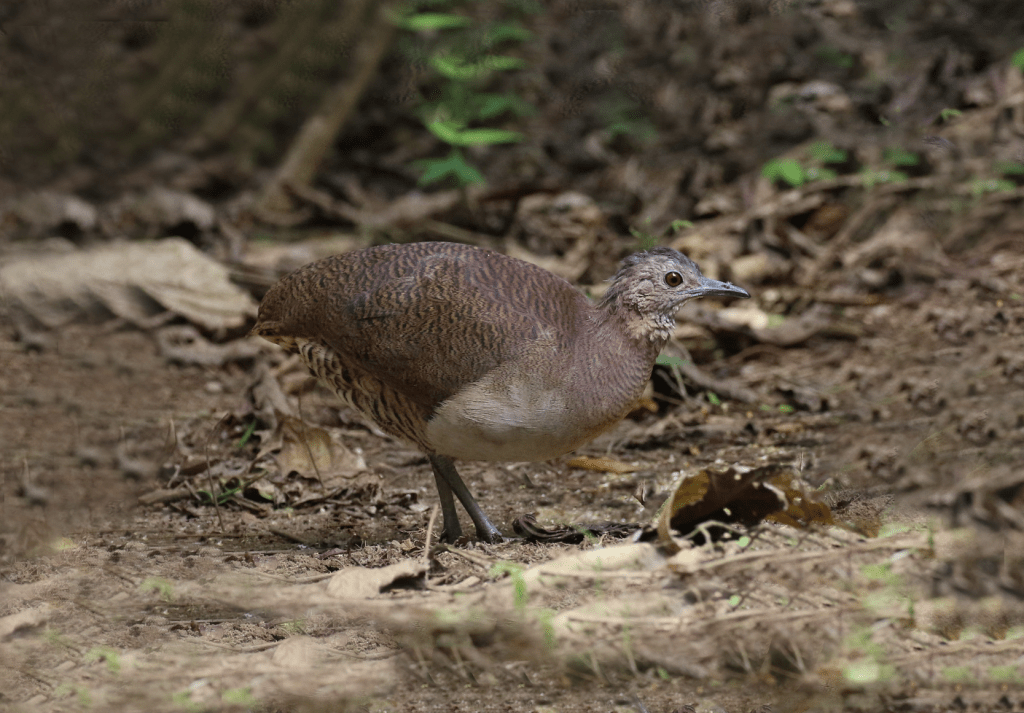 Tinamú Ondulado/Undulated Tinamou/Crypturellus undulatus | Birds ...