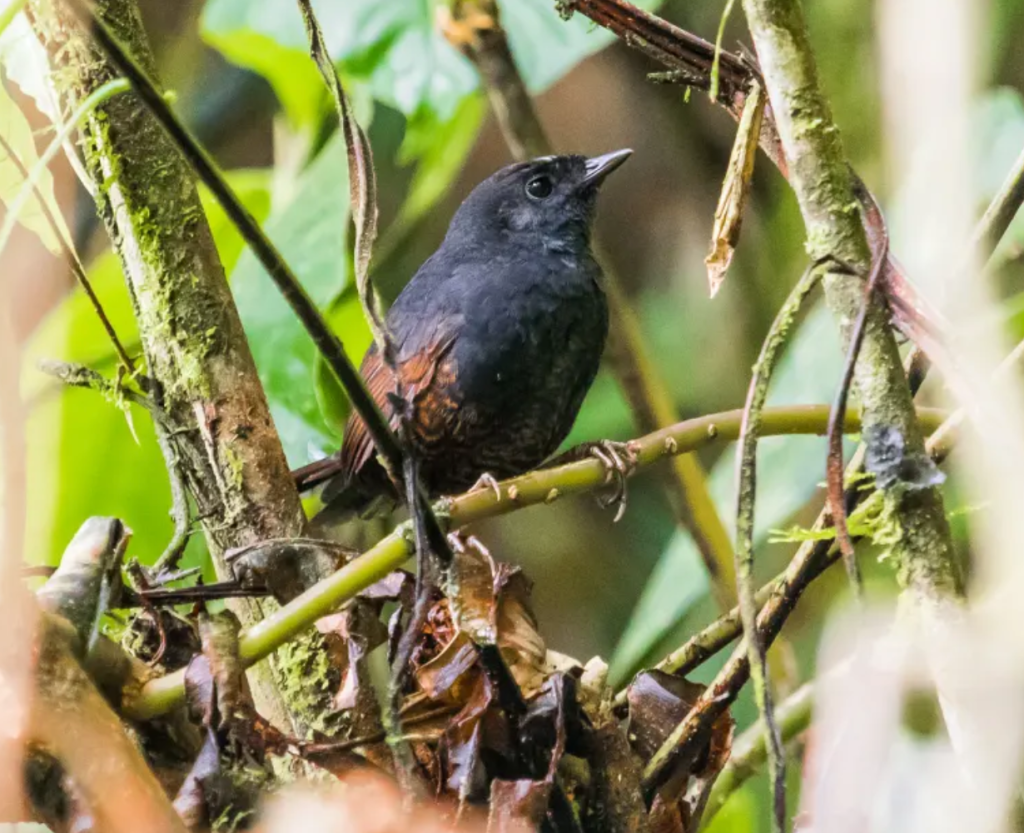 Tapaculo Cabeziblanco/White-crowned Tapaculo/Scytalopus atratus | Birds ...