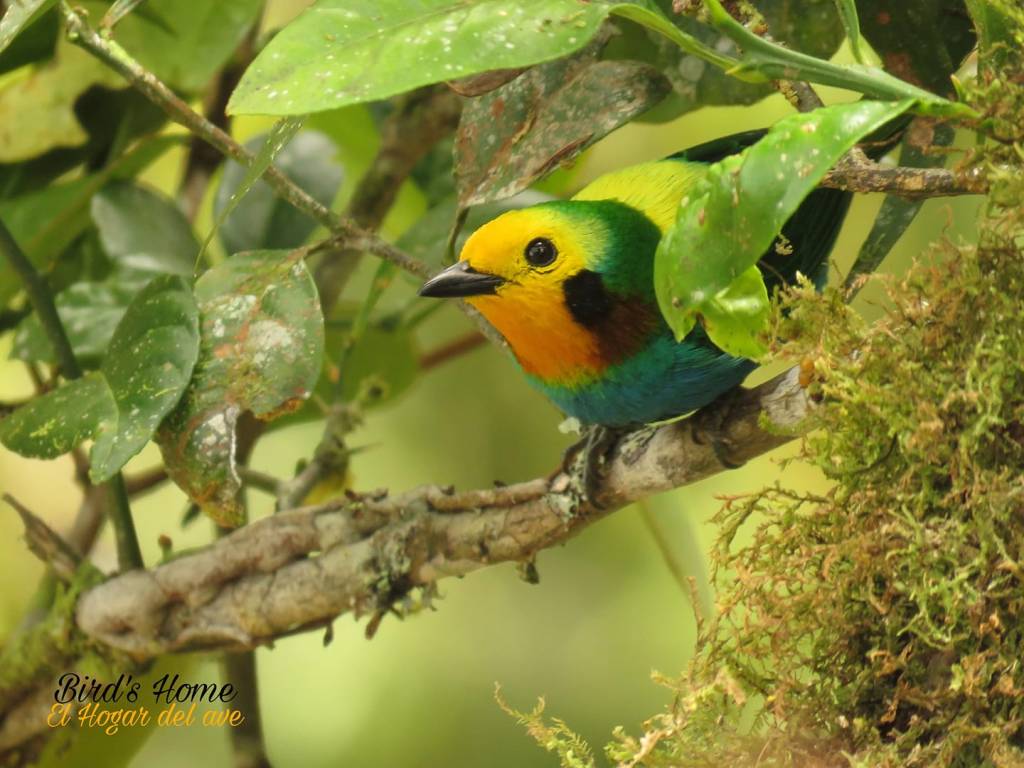 Lodges – Birds Colombia
