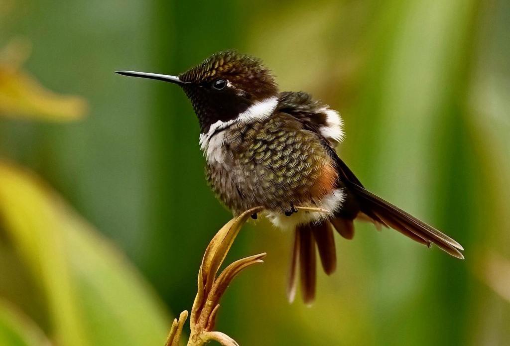 Lodges – Birds Colombia