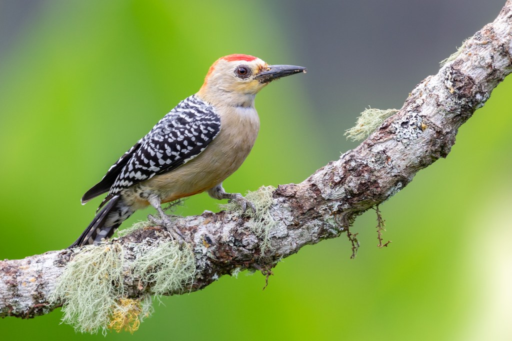 Lodges – Birds Colombia
