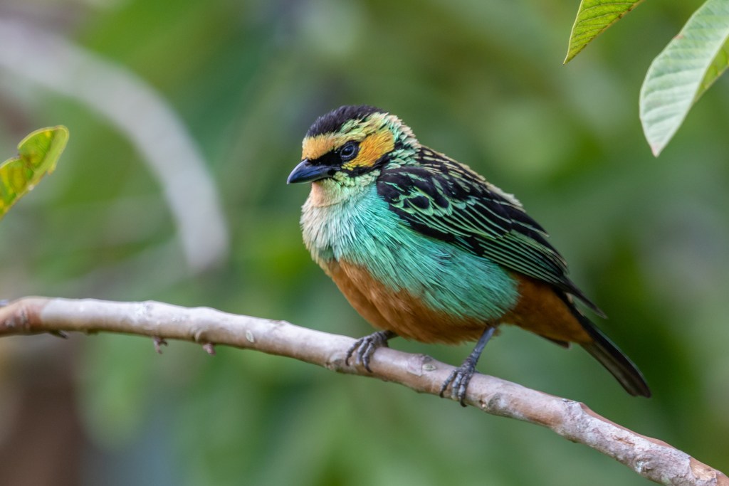 Lodges – Birds Colombia