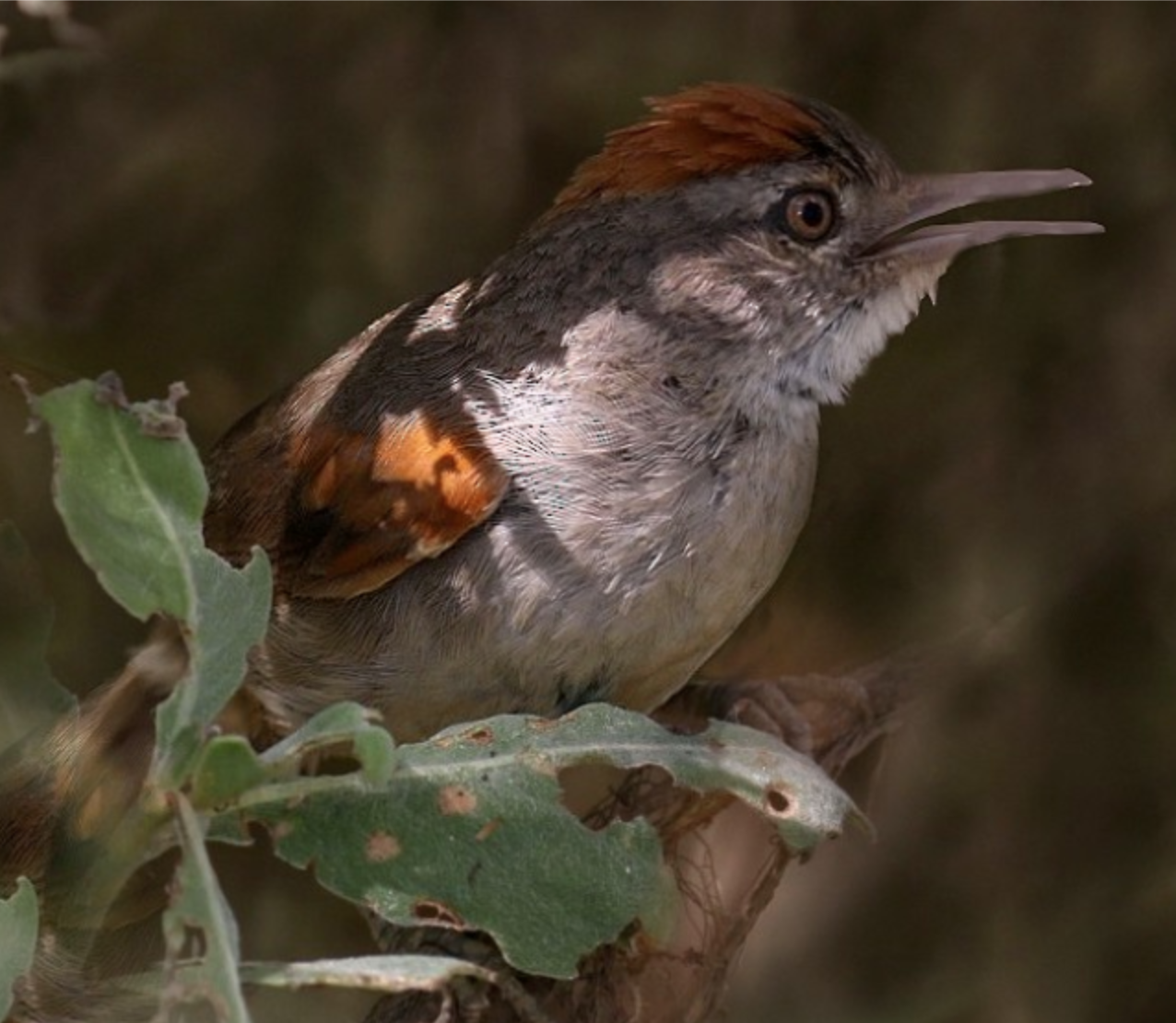 Chamicero del Orinoco/Rio Orinoco Spinetail/Synallaxis beverlyae ...