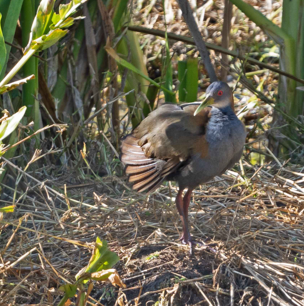 Chilacoa alirrufa/Red-winged Wood-Rail/Aramides calopterus | Birds ...
