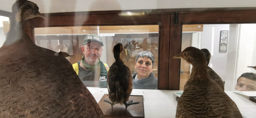 Zambullidor Andino/Colombian Grebe/Podiceps andinus (E) | Birds ...