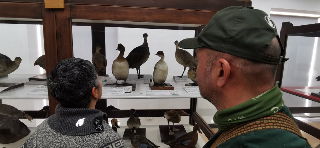 Zambullidor Andino/Colombian Grebe/Podiceps andinus (E) | Birds ...