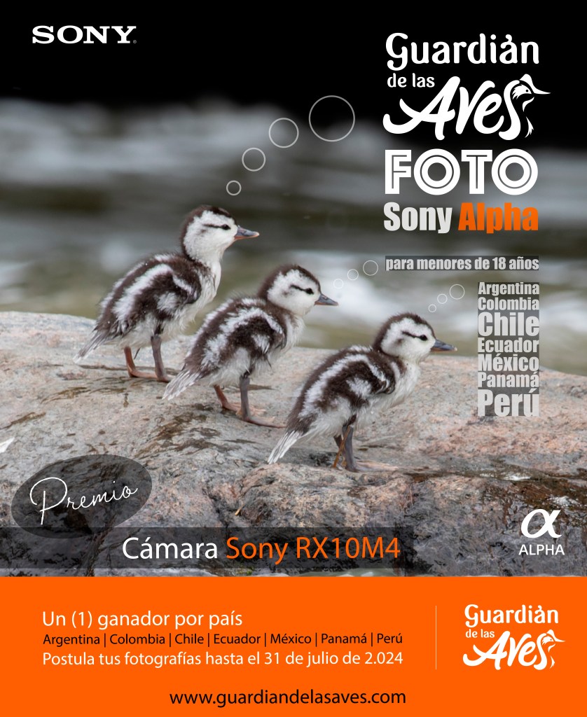 Gran Jacamar/Great Jacamar/Jacamerops aureus – Birds Colombia