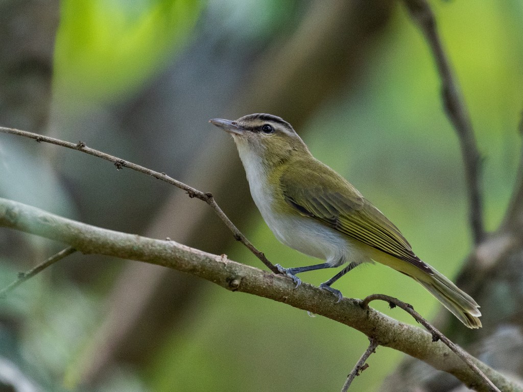 Vireo Chivi/Chivi vireo/Vireo chivi | Birds Colombia|La Voz de las Aves