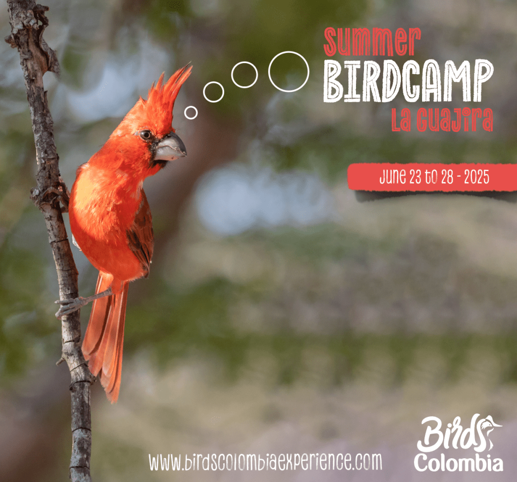 Gallito de Roca Andino/Andean Cock-of-the-rock/Rupicola peruvianus ...