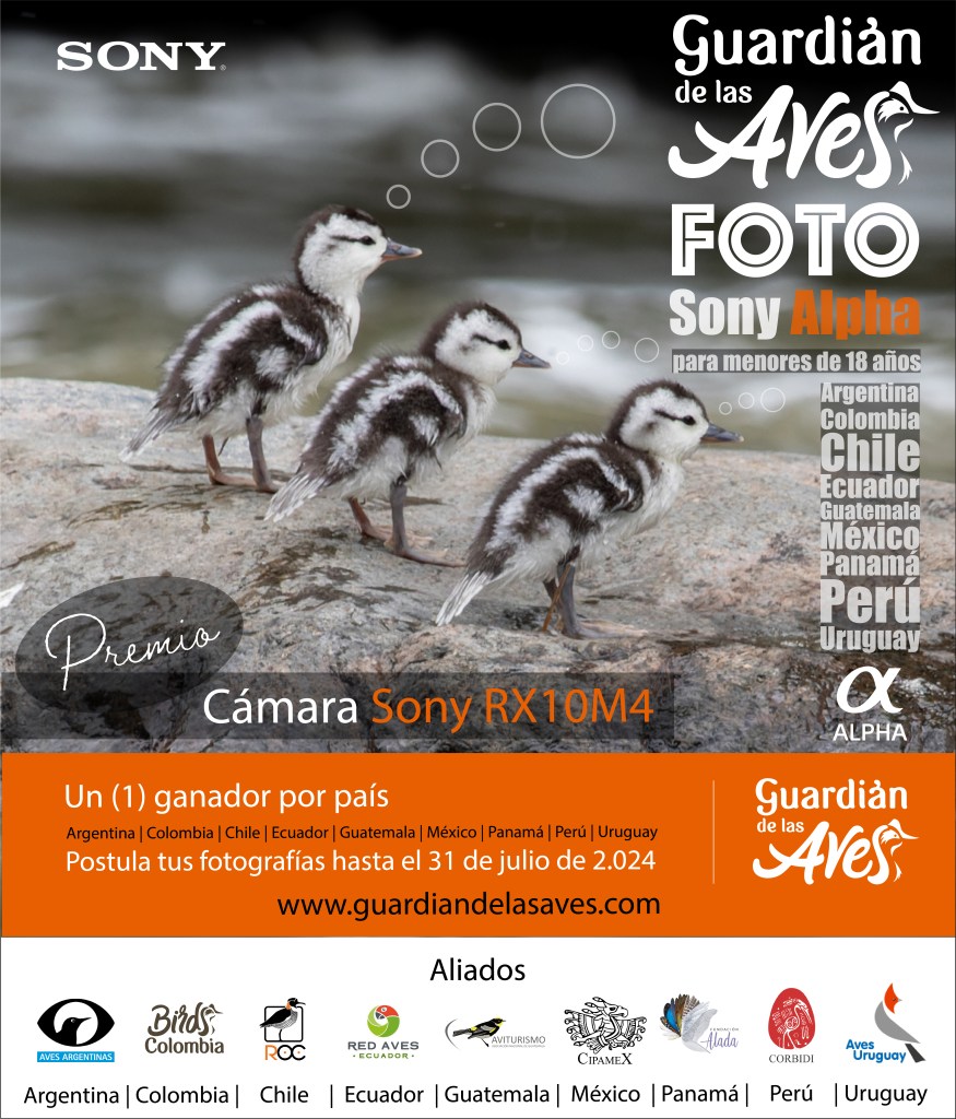 Loro Orejiamarillo/Yellow-eared Parrot/Ognorhynchus icterotis (CE ...