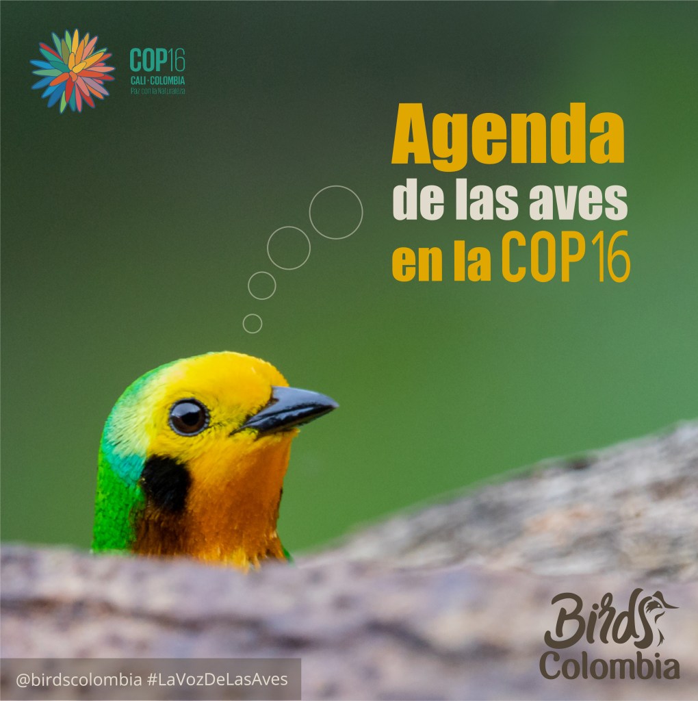 Loro Orejiamarillo/Yellow-eared Parrot/Ognorhynchus icterotis (CE ...