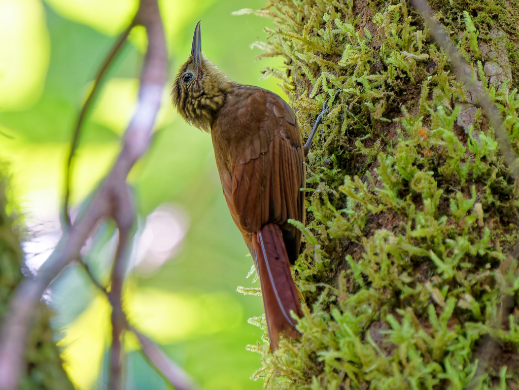 Trepatroncos colilargo pequeño/Piping Long-tailed Woodcreeper ...