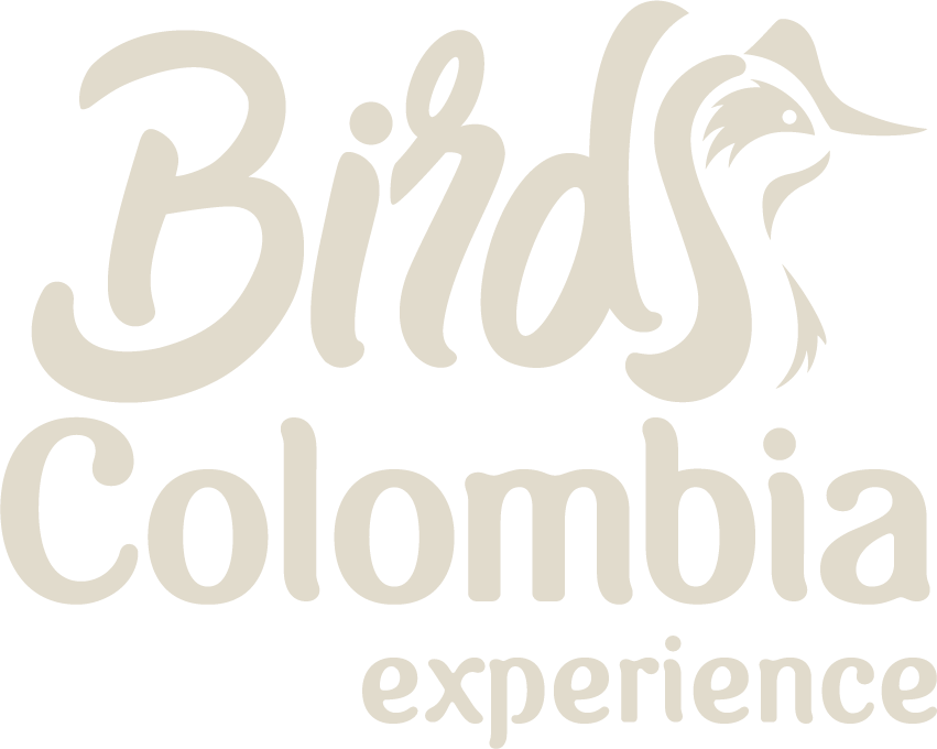 Pinzón Cebra/Zebra Finch/Taeniopygia guttata – Birds Colombia