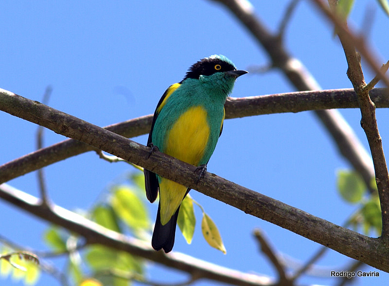 Dacnis egregio/Yellow-tufted Dacnis/Dacnis egregia | Birds Colombia ...