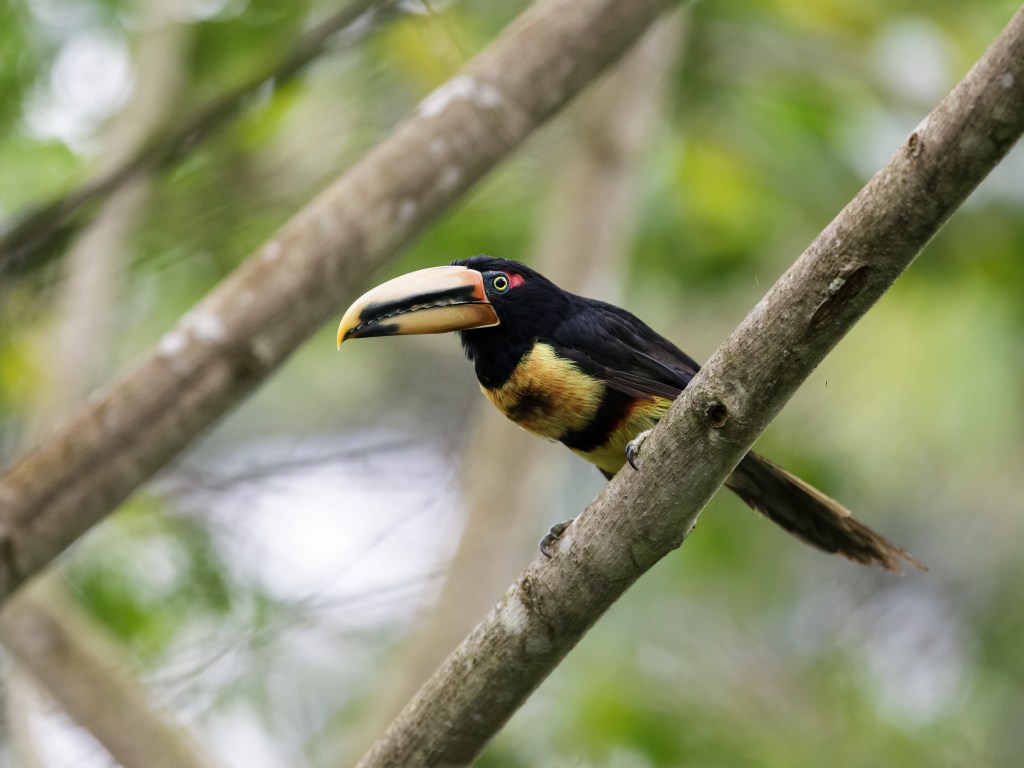 Pichí Piquipalido/Pale-mandibled Aracari/Pteroglossus erythropygius ...