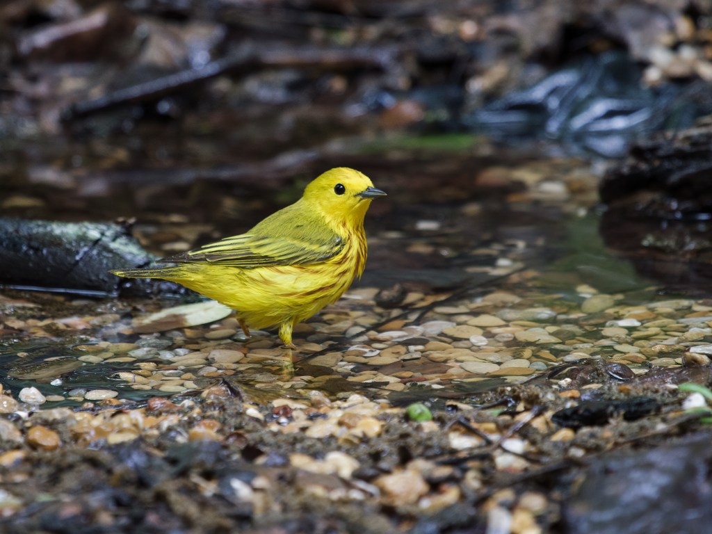Reinita Dorada Norteña/Northern Yellow Warbler/Setophaga aestiva ...